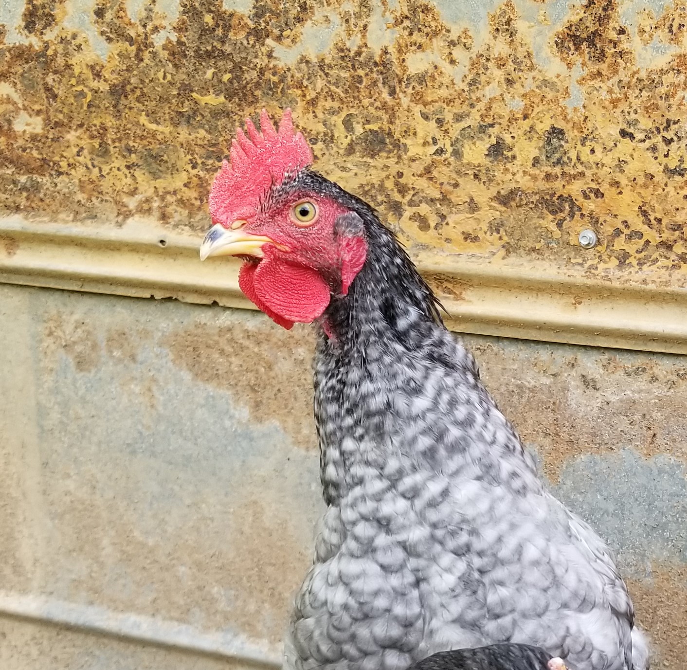 Johnson Homestead – A Journey to Homesteading, Homeschooling, and ...