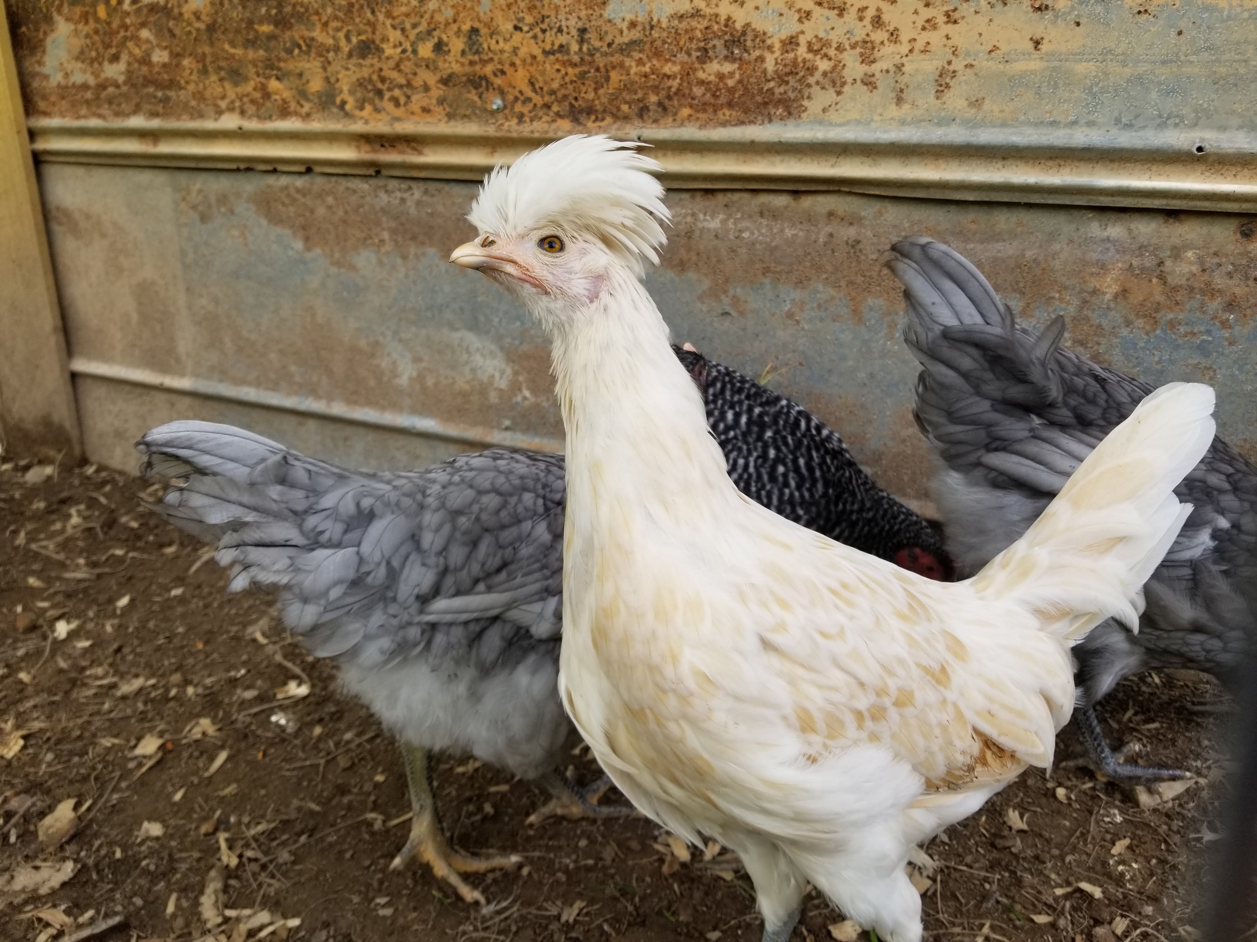 Johnson Homestead – A Journey to Homesteading, Homeschooling, and ...